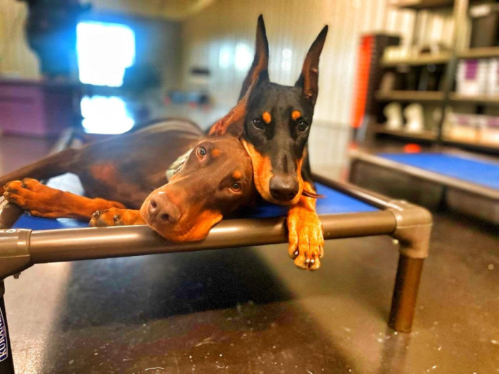 Introducing A New Dog To Your Pack: Slow Introductions & More! - The Complete K9